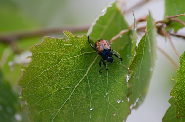 How does the change of seasons affect insects? | Five Moon Company